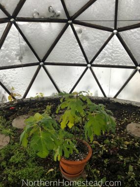 Growing Figs in Cold Climate - Northern Homestead