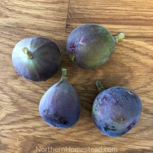 Growing Figs in Cold Climate - Northern Homestead