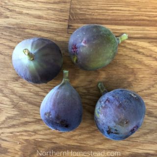 Growing Figs in Cold Climate - Northern Homestead