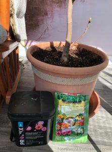 Growing Figs in Cold Climate - Northern Homestead