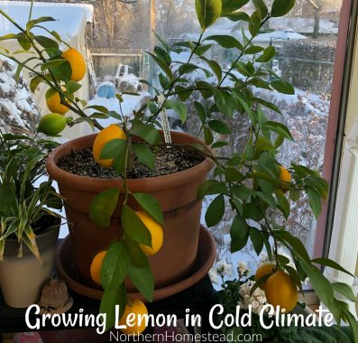 Lemon tree in the indoor garden on Video - Northern Homestead