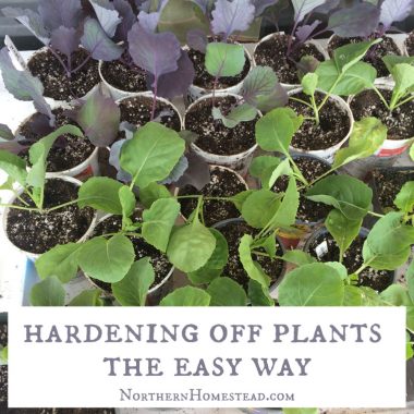 Hardening off Seedlings the Easy Way - Northern Homestead