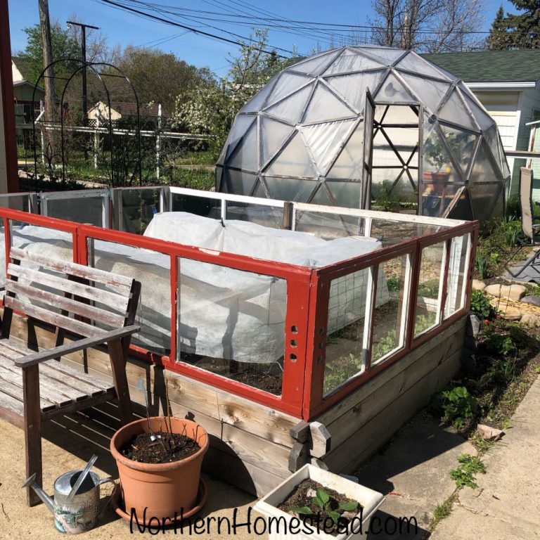 Cold Spring Challenge in the Garden - Northern Homestead