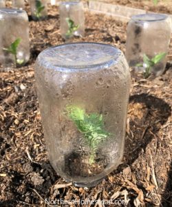 Cold Spring Challenge in the Garden - Northern Homestead