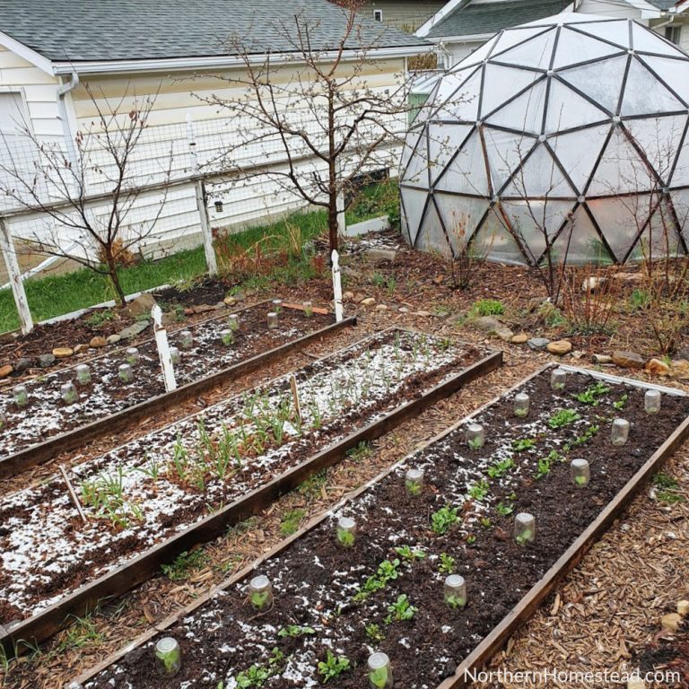 How Different Plants Survive Frost - Northern Homestead