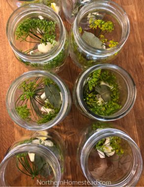 German Dill Pickles Recipe - Northern Homestead