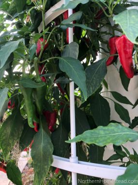 Growing Peppers in a Cold Climate - Northern Homestead