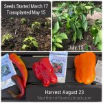 Growing Peppers in a Cold Climate - Northern Homestead