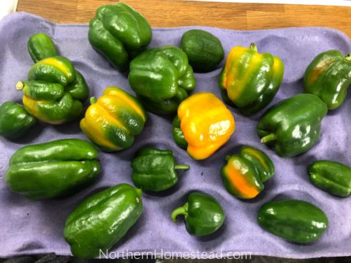 Growing Peppers in a Cold Climate - Northern Homestead