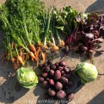 Update on the Field Garden - Northern Homestead