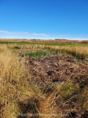 Update on the Field Garden - Northern Homestead