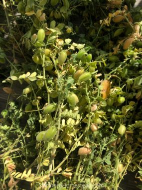 Growing Chickpeas or Garbanzo Beans - Northern Homestead