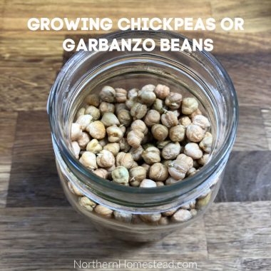 Growing Chickpeas or Garbanzo Beans - Northern Homestead