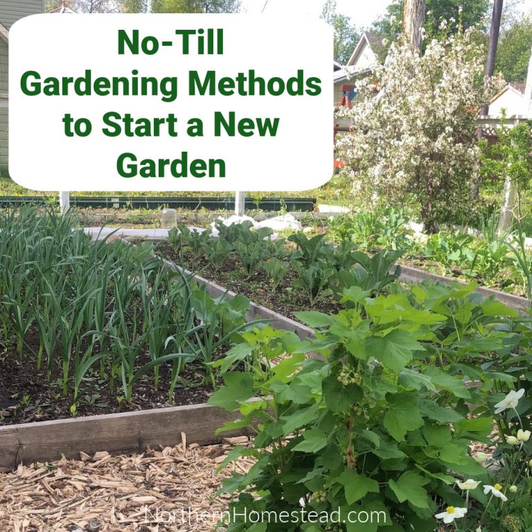 Starting a new no-till garden with tilling - Northern Homestead