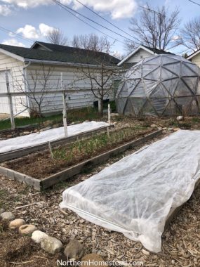 Cold Spring Challenge in the Garden - Northern Homestead