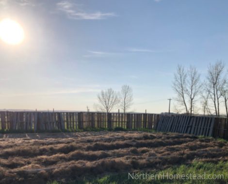 Dry Spring Challenge in the Garden - Northern Homestead