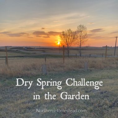 Dry Spring Challenge in the Garden - Northern Homestead