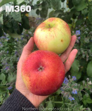 Growing Fruit Trees in Cold Climate Part 1 - Northern Homestead