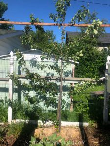 Growing Fruit trees in cold climate Part 2 - Northern Homestead