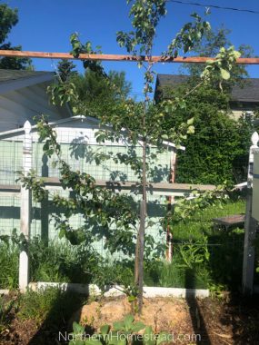 Growing Fruit trees in cold climate Part 2 - Northern Homestead