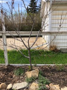 Growing Fruit trees in cold climate Part 2 - Northern Homestead