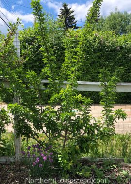 Growing Fruit Trees in Cold Climate Part 1 - Northern Homestead