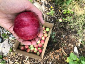 Growing Fruit Trees in Cold Climate Part 1 - Northern Homestead