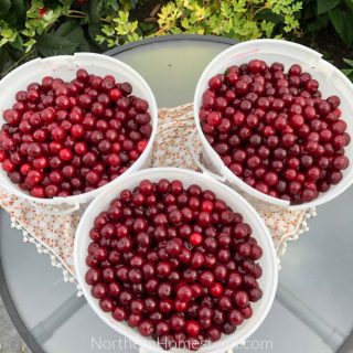 Growing Fruit Trees in Cold Climate Part 1 - Northern Homestead