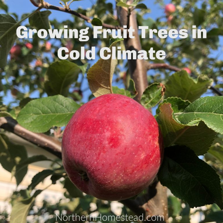 Growing Fruit Trees in Cold Climate Part 1 - Northern Homestead