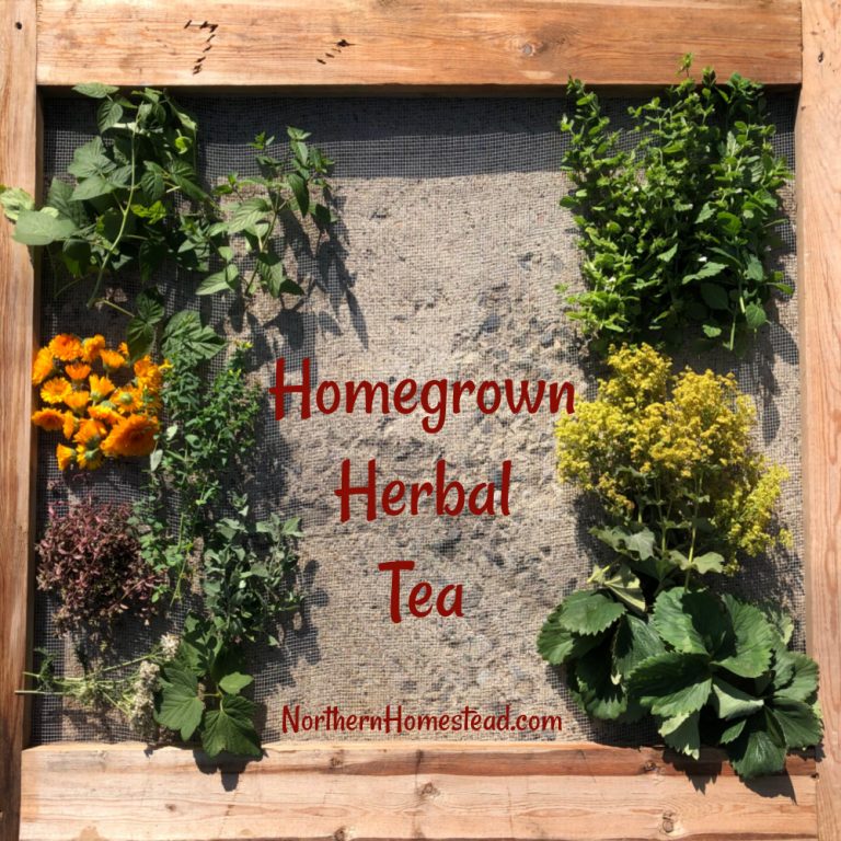 Homegrown Herbal Tea - Northern Homestead