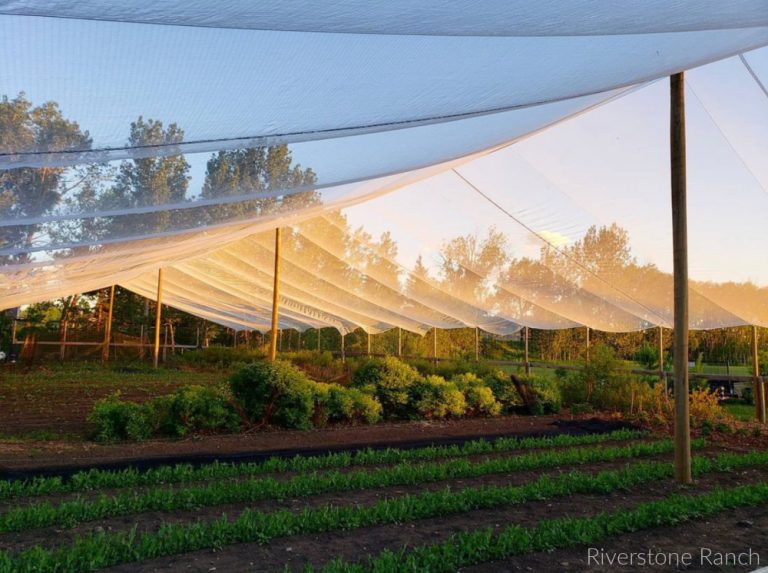 Gardening in the Hailstorm Alley - Northern Homestead