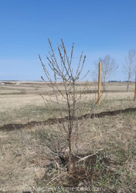 Growing Fruit trees in cold climate Part 2 - Northern Homestead