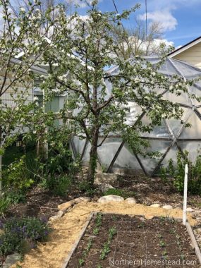 Growing Fruit trees in cold climate Part 2 - Northern Homestead