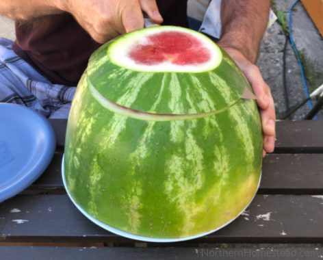Fermented Watermelon Recipe - Northern Homestead