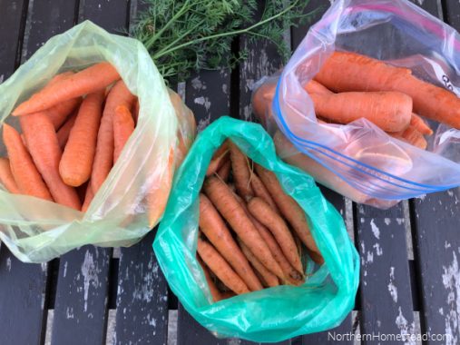 A Dozen Ways to Preserve Carrots - Northern Homestead