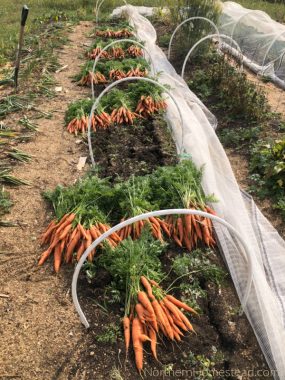 Sowing Carrots in Cornstarch Experiment - Northern Homestead