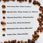 Growing Edible Pine Nut Trees - Northern Homestead