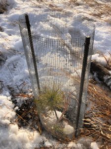 Growing Edible Pine Nut Trees - Northern Homestead