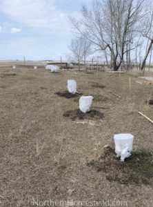Growing Edible Pine Nut Trees - Northern Homestead