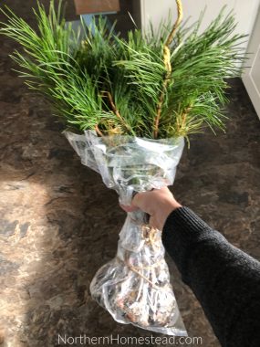 Growing Edible Pine Nut Trees - Northern Homestead