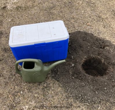 Growing Edible Pine Nut Trees - Northern Homestead