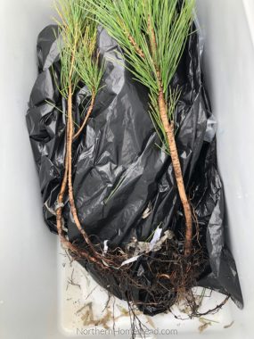 Growing Edible Pine Nut Trees - Northern Homestead