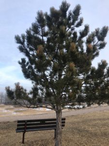 Growing Edible Pine Nut Trees - Northern Homestead