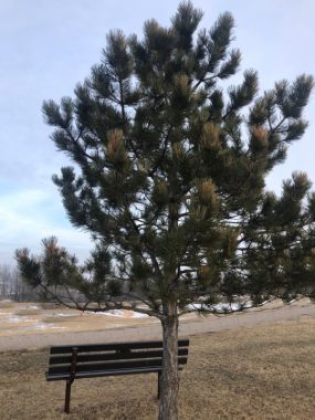 Growing Edible Pine Nut Trees - Northern Homestead