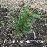 Growing Edible Pine Nut Trees - Northern Homestead