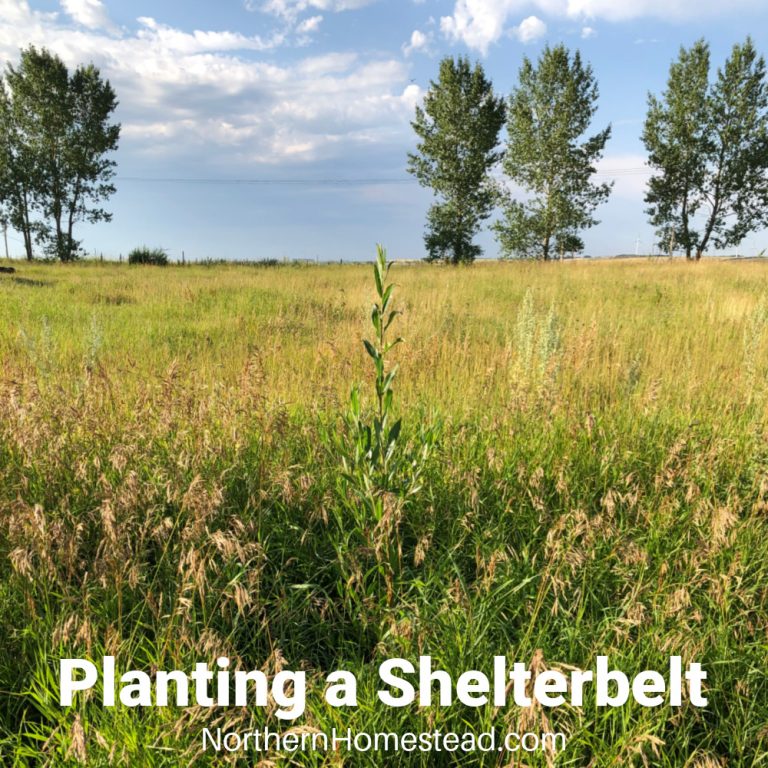 Planting a Shelterbelt - Northern Homestead