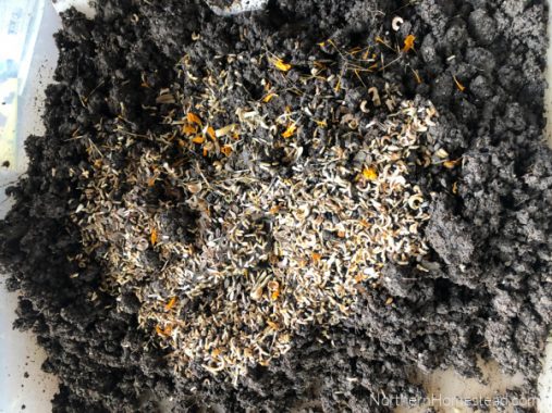 Making and planting seed bombs - Northern Homestead