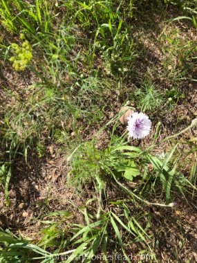 Making and planting seed bombs - Northern Homestead