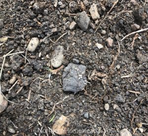 Making and planting seed bombs - Northern Homestead