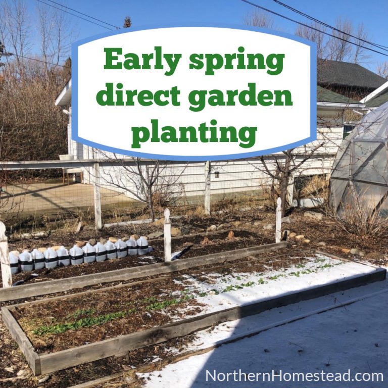 Early spring direct garden planting - Northern Homestead